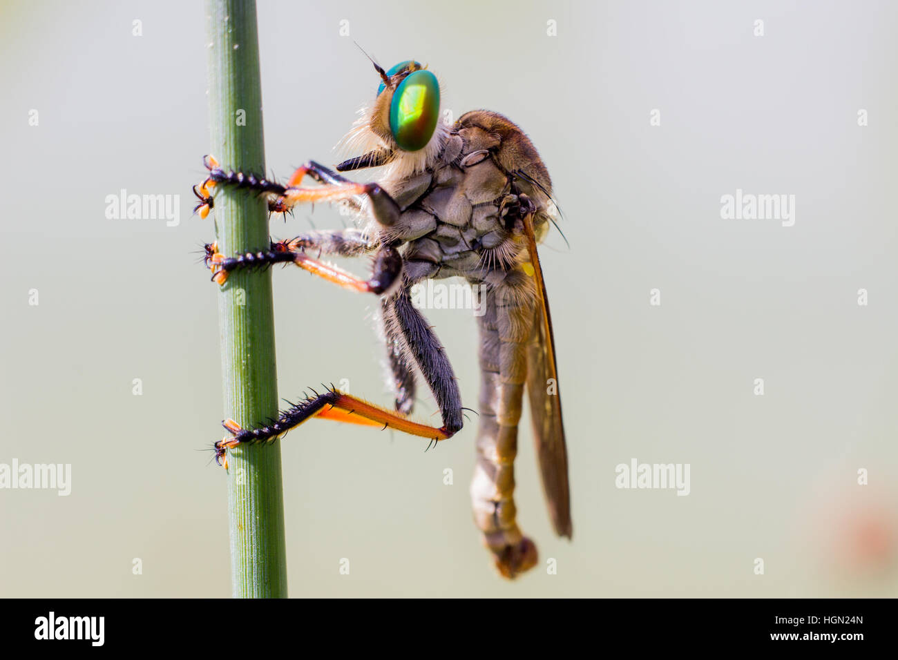 Fly The Monster At The End