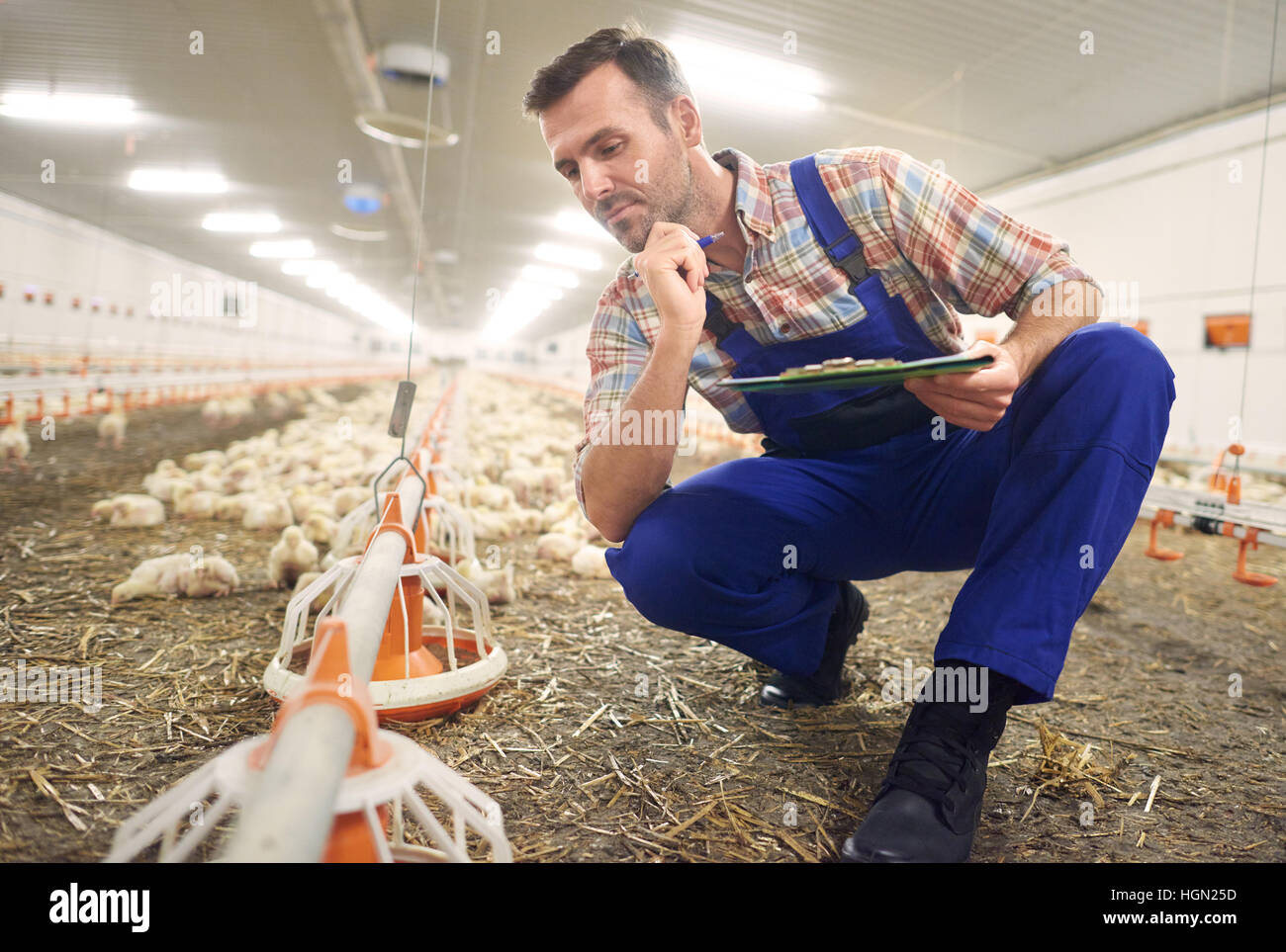 Thoughtful farmer busy in the chicken coop Stock Photo - Alamy