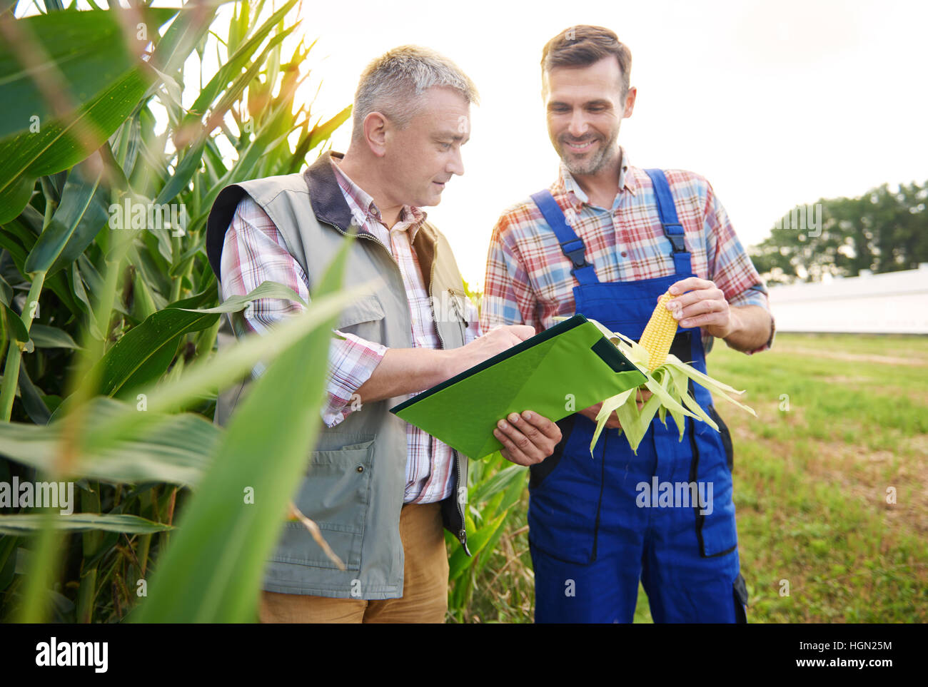 Checking the quality of corn plant Stock Photo - Alamy