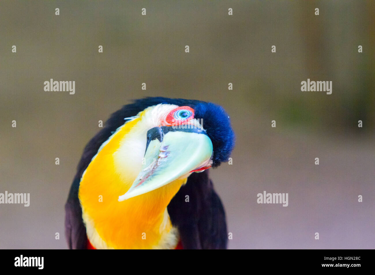 Close-up of the toucan in the Iguazu Waterfall National Park Stock ...