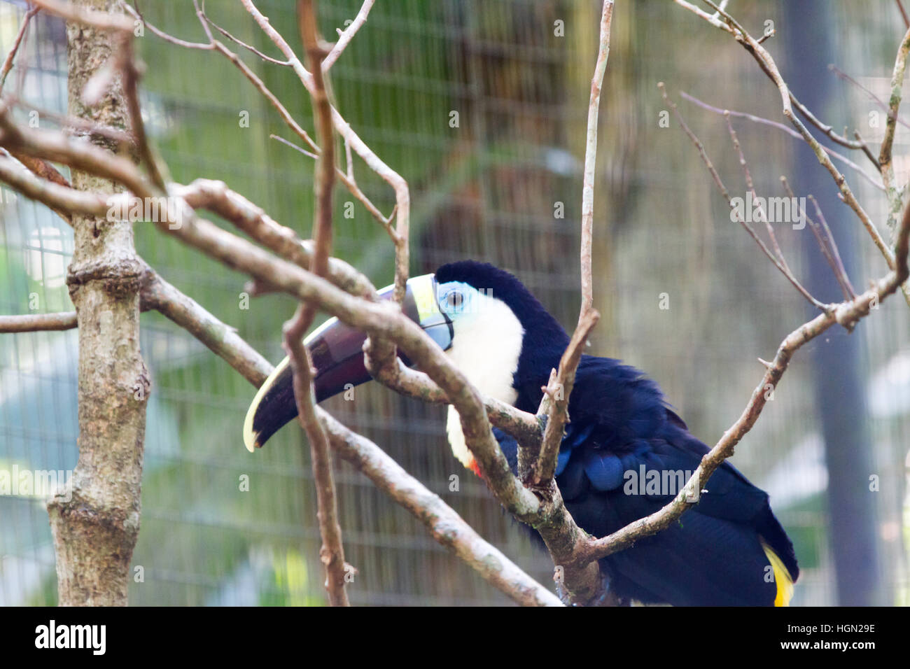 Close-up of the toucan in the Iguazu Waterfall National Park Stock ...