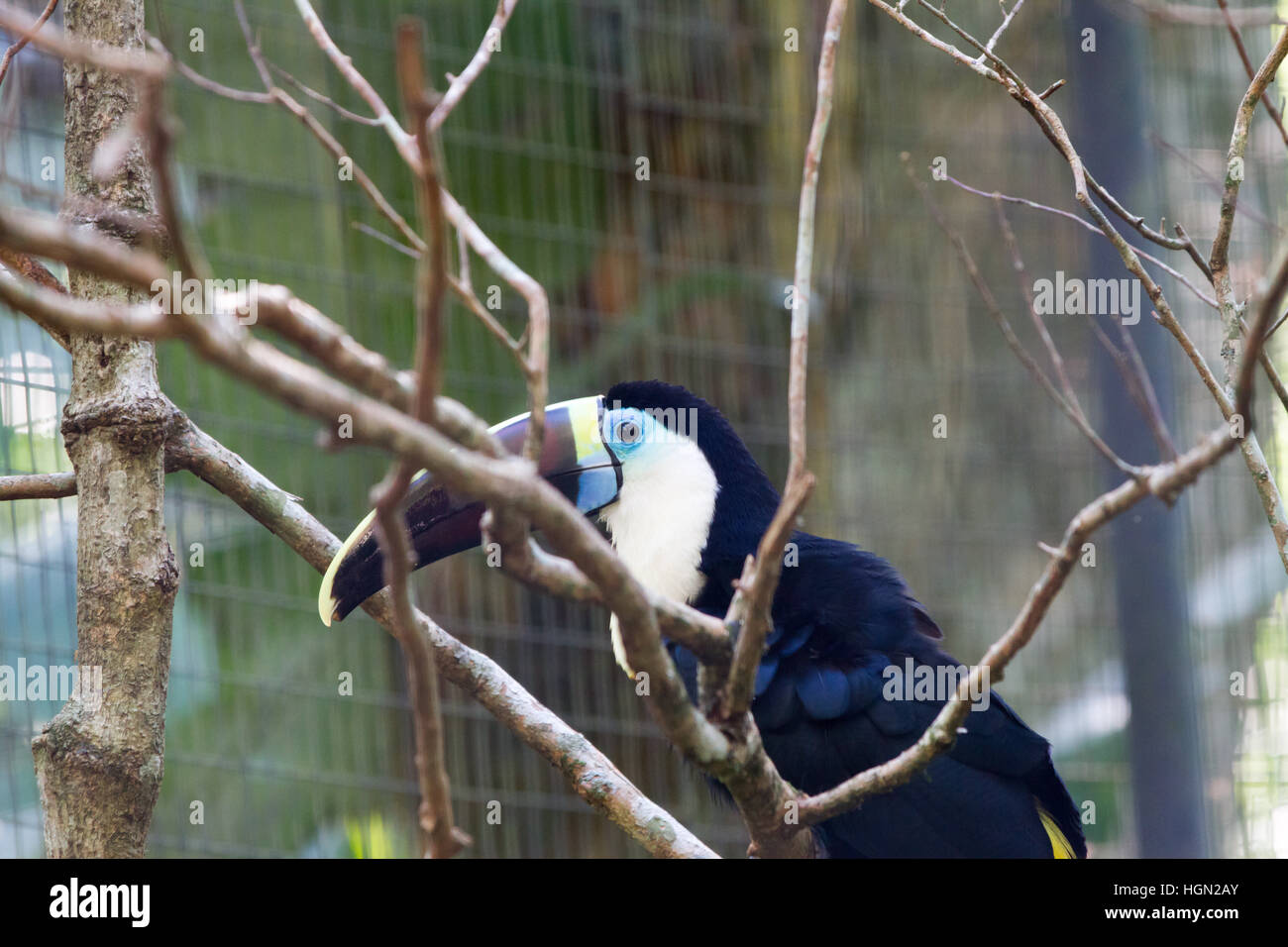 Close-up of the toucan in the Iguazu Waterfall National Park Stock ...