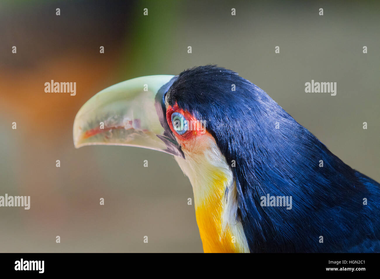 Close-up of the toucan in the Iguazu Waterfall National Park Stock ...