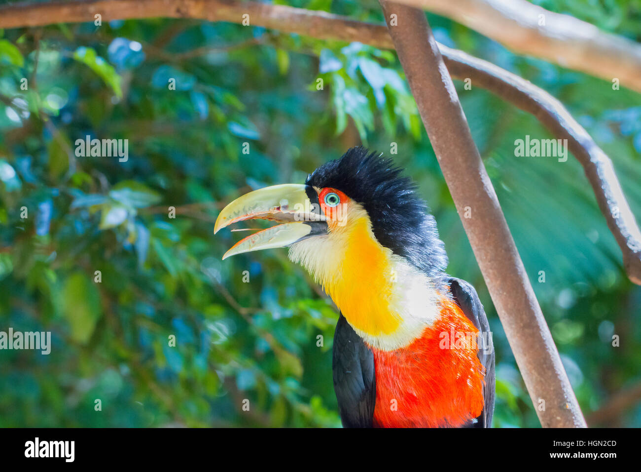 Close-up of the toucan in the Iguazu Waterfall National Park Stock ...