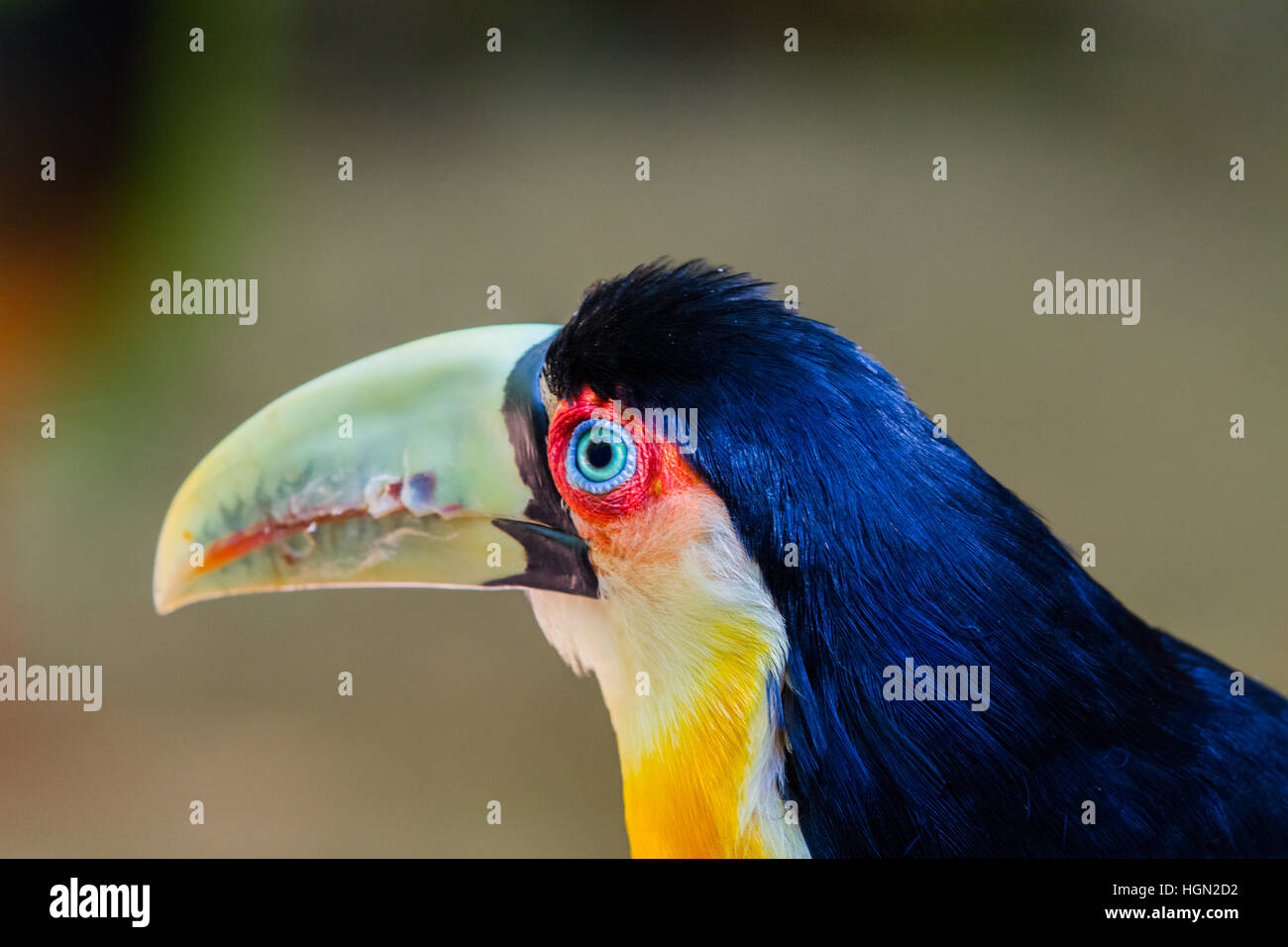 Close-up of the toucan in the Iguazu Waterfall National Park Stock ...