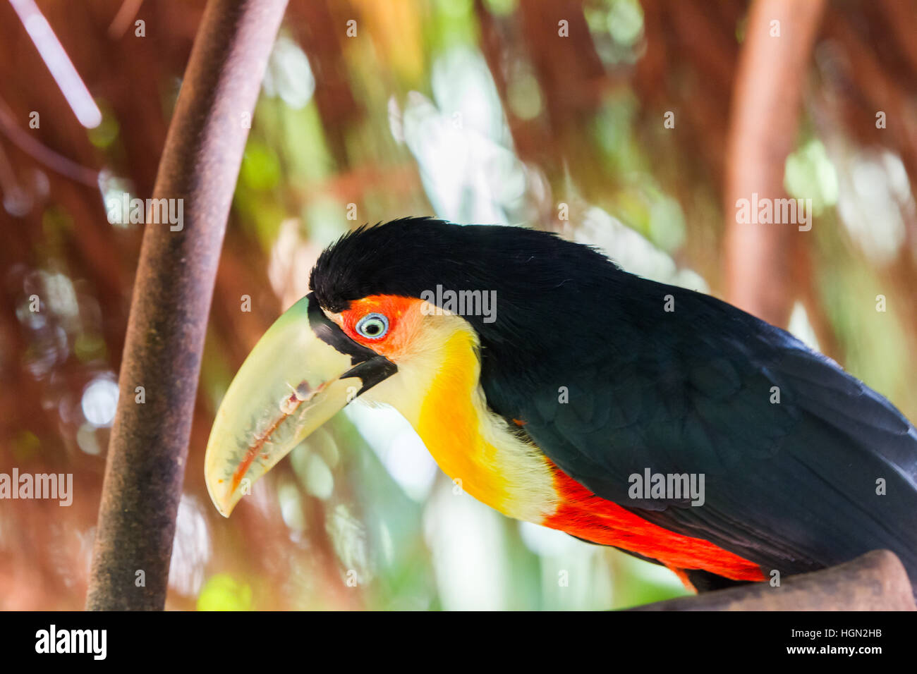 Close-up of the toucan in the Iguazu Waterfall National Park Stock ...