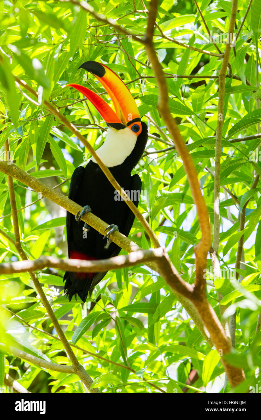 Close-up of the toco toucan Ramphastos toco Stock Photo - Alamy