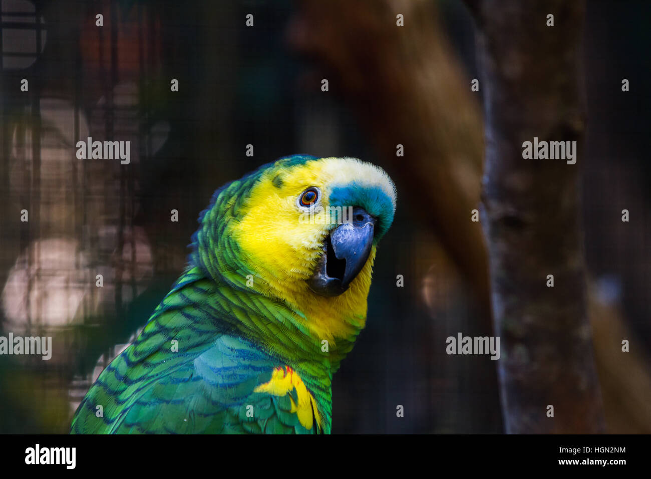 Turquoise-fronted amazon parrot in the Iguazu Waterfalls National Park ...