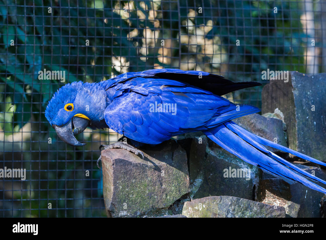 The hyacinth macaw, or hyacinthine macaw, parrot native to central and ...