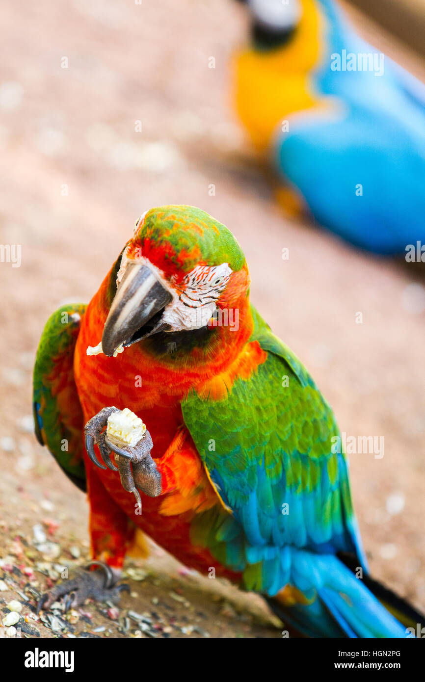 The green-winged macaw at Iguazu falls, Brazil - also known as the red-and-green macaw - large ...