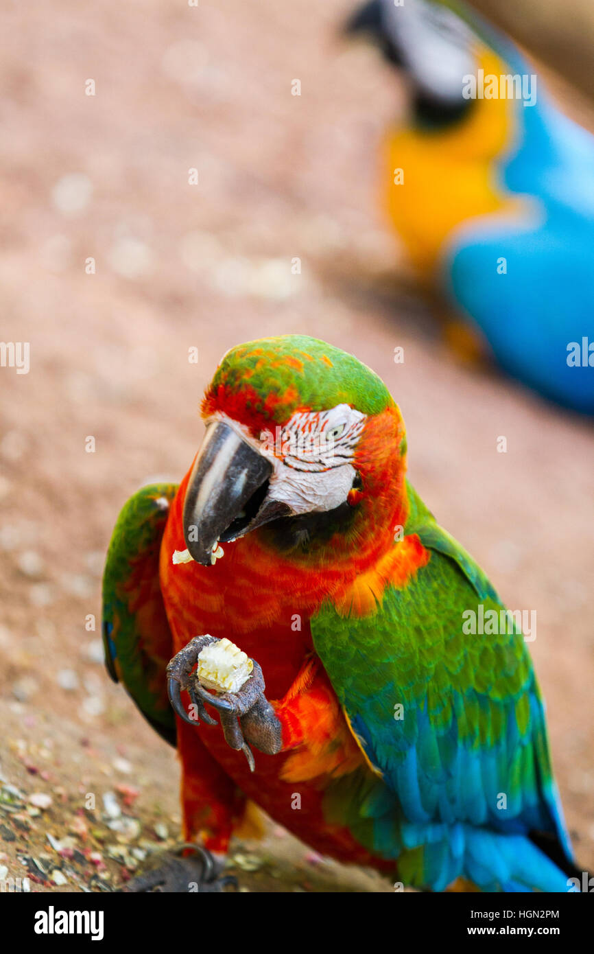 The green-winged macaw at Iguazu falls, Brazil - also known as the red-and-green macaw - large ...