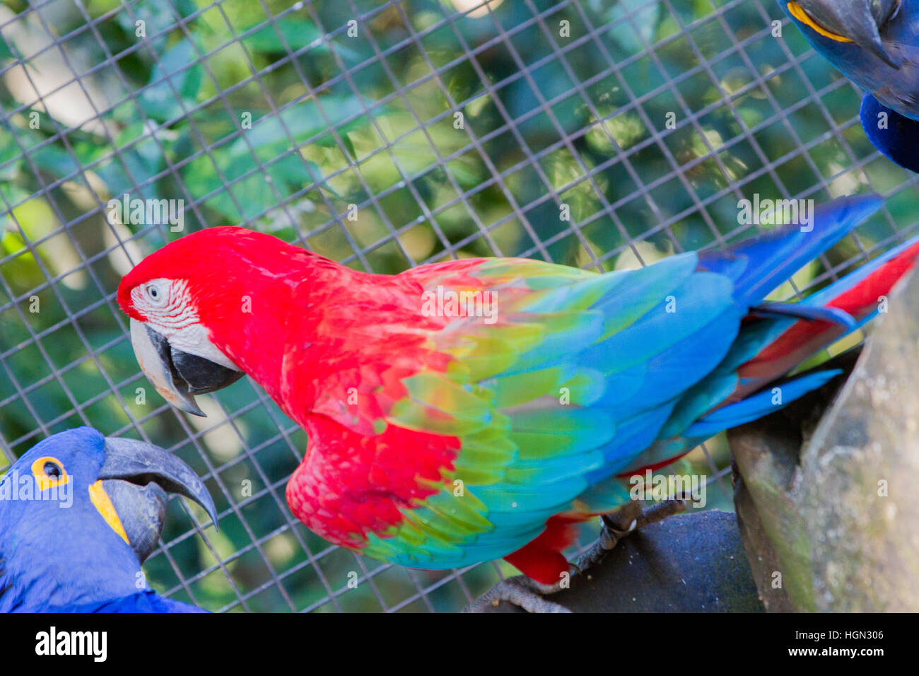 The green-winged macaw at Iguazu falls, Brazil - also known as the red-and-green macaw - large ...