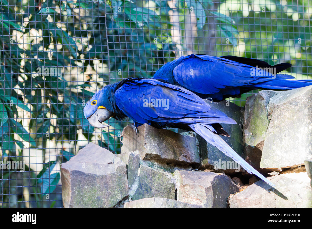 The hyacinth macaw, or hyacinthine macaw, parrot native to central and ...