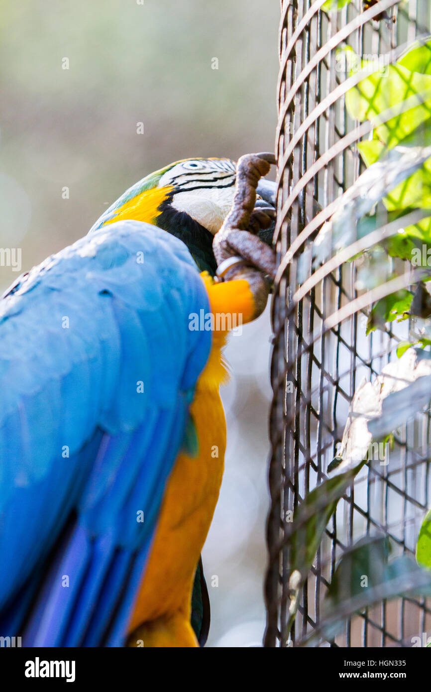 The blue-and-yellow macaw (Ara ararauna), also known as the blue-and ...
