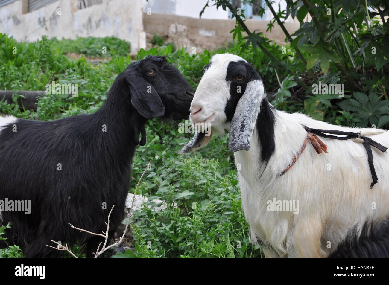 Two goats smiling Stock Photo - Alamy