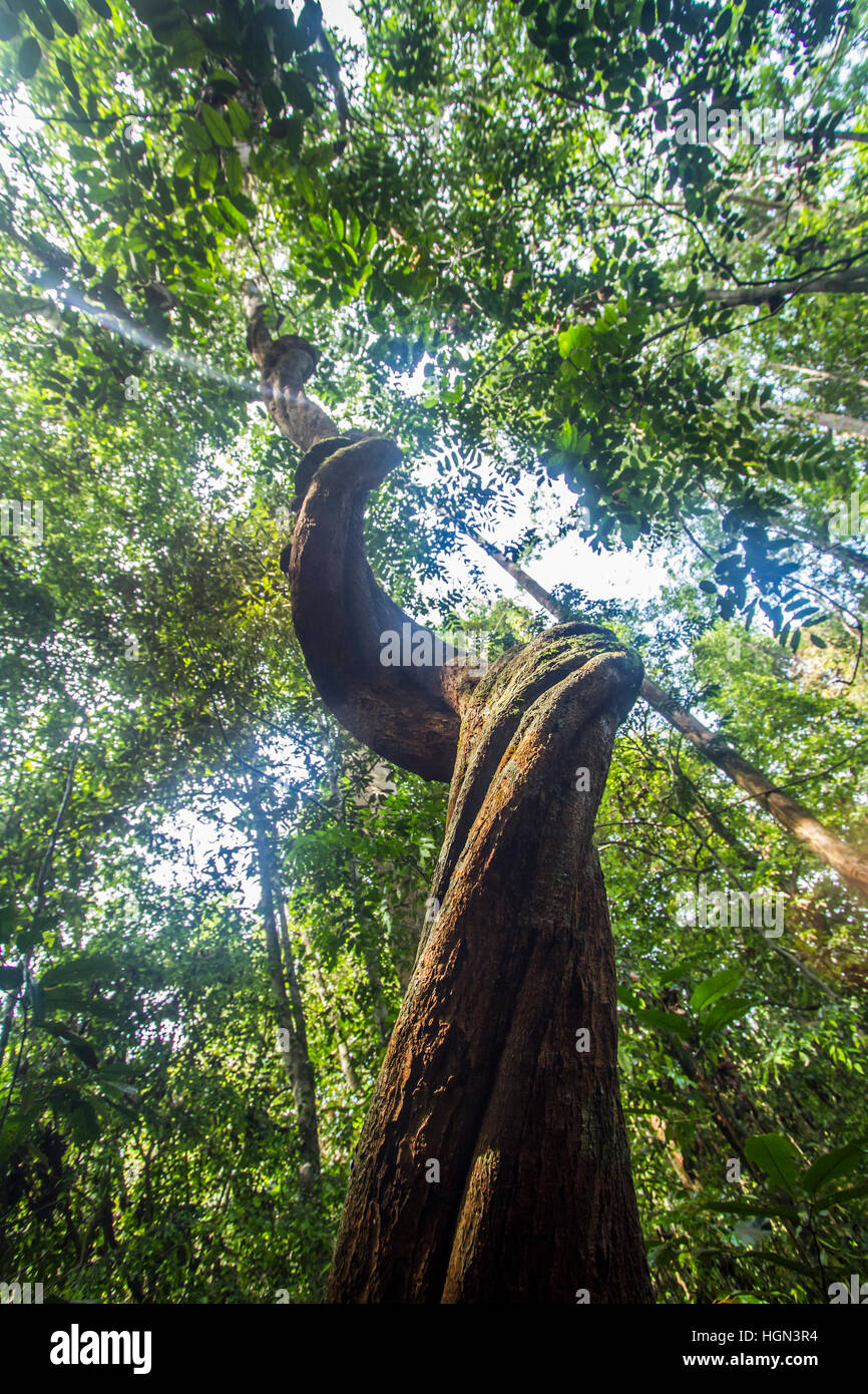 Sinharaja Rain Forest