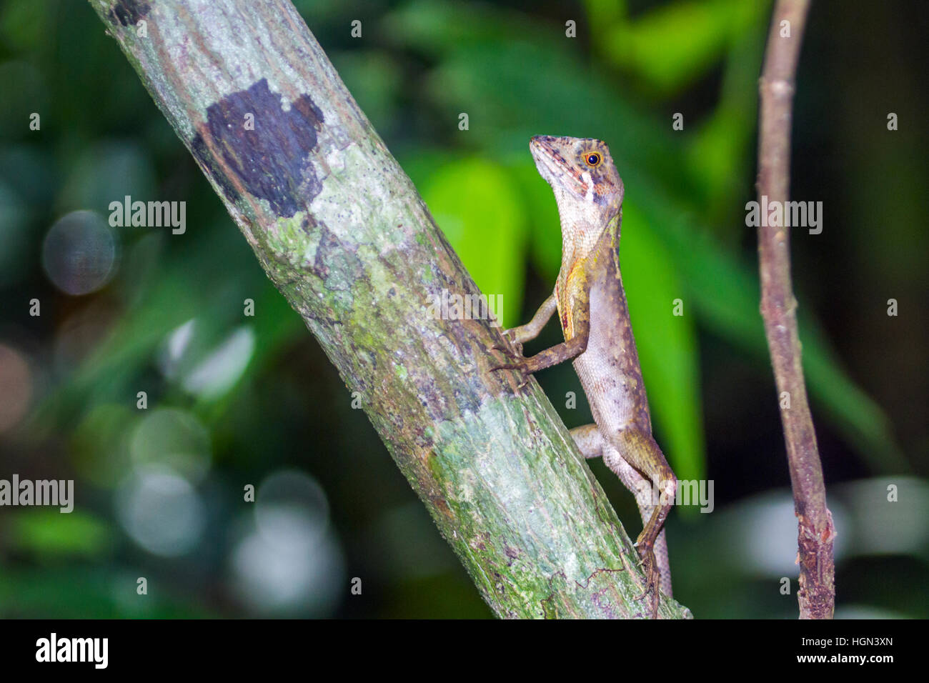 Brown-patched kangoroo lizard in Sinharaja forest reserve, Sri Lanka ...