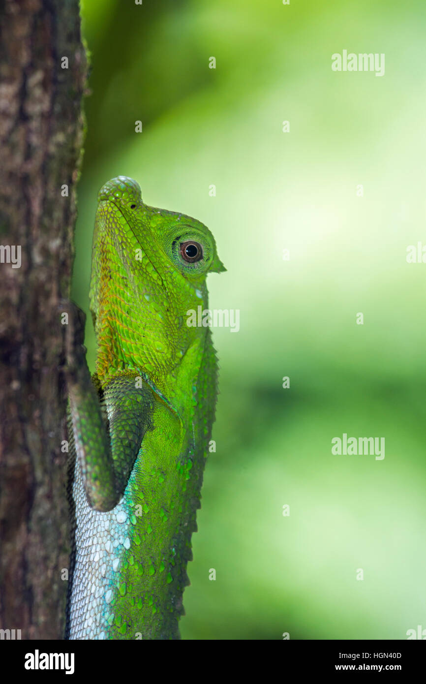 Hump-nosed lizard in Sinharaja forest reserve, Sri Lanka ; specie ...