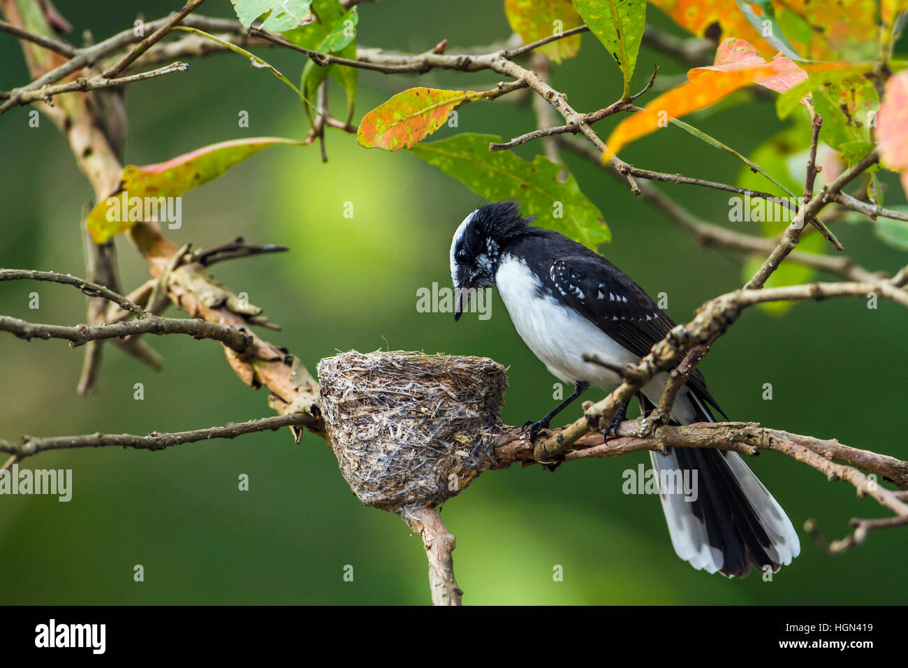 White-browed fantail flycatcher in Uda Walawe national park, Sri Lanka ...