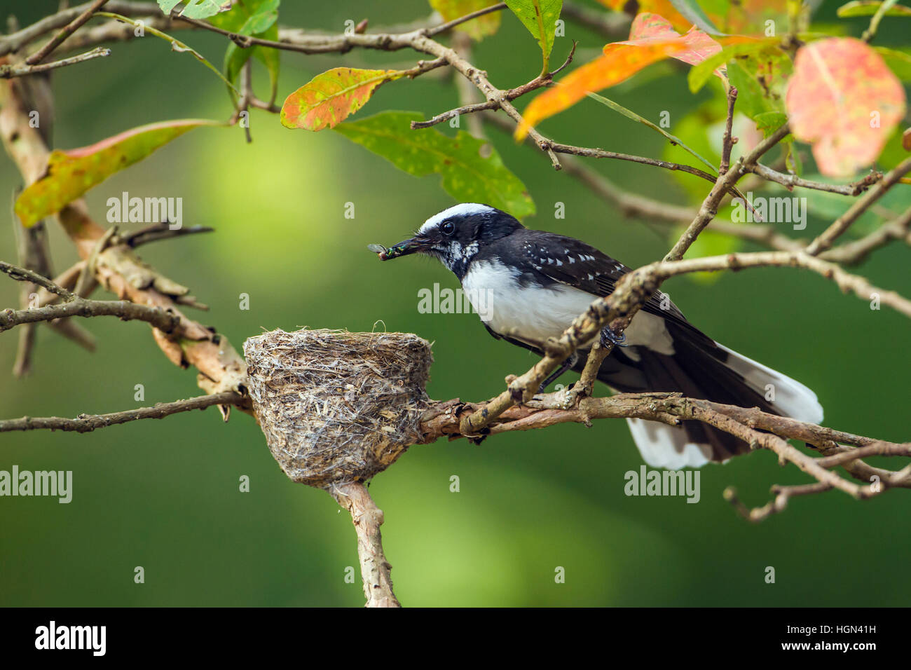 White-browed fantail flycatcher in Uda Walawe national park, Sri Lanka ...