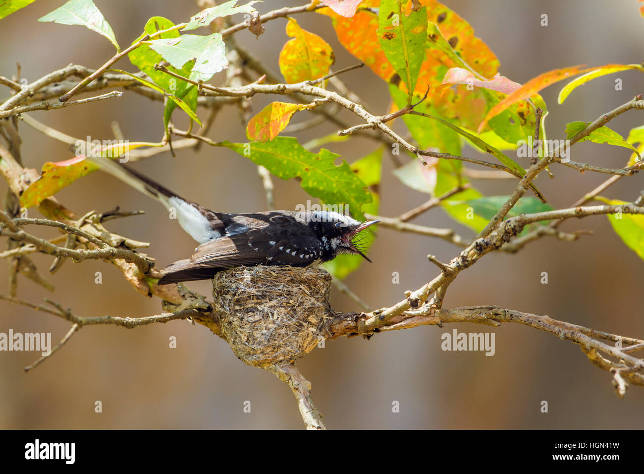White-browed fantail flycatcher in Uda Walawe national park, Sri Lanka ...