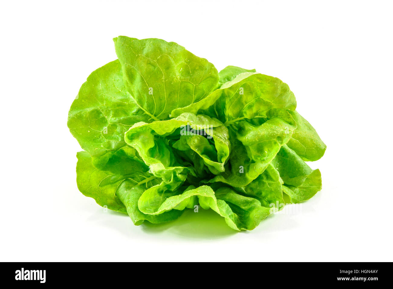 Close up of tasty and moist lettuce, isolated on white background Stock ...