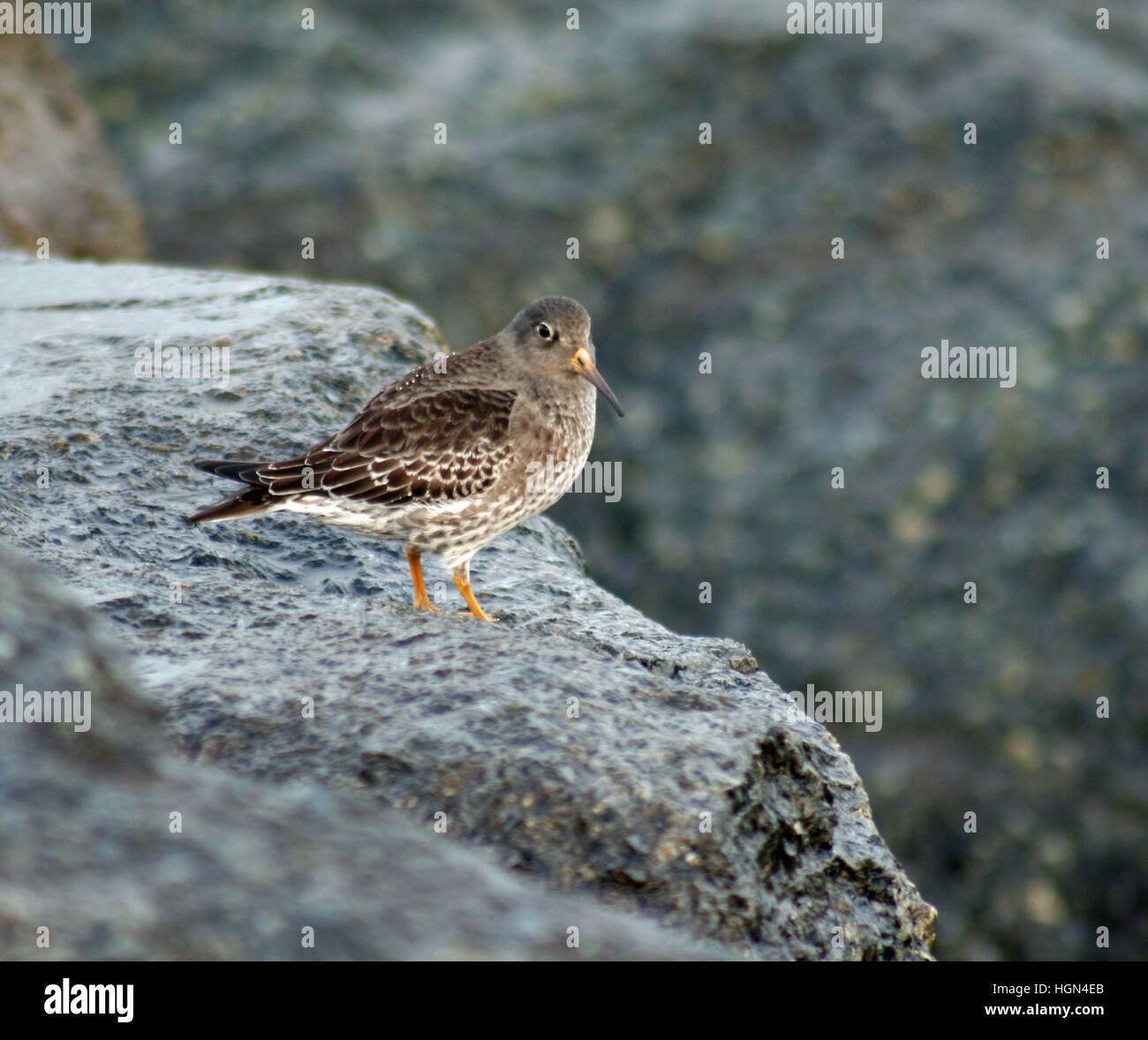 Stocky sandpiper hi-res stock photography and images - Alamy