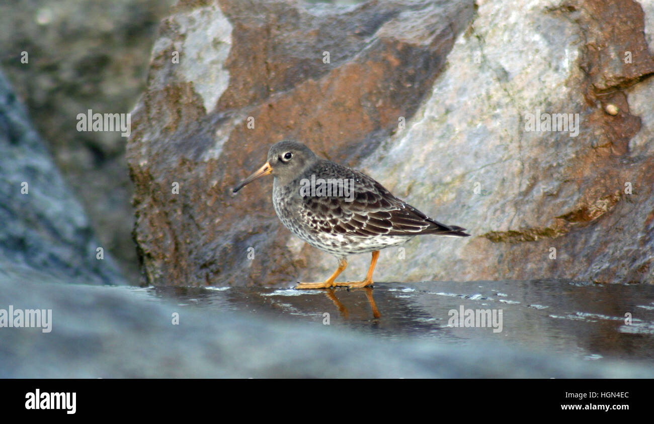 Acropodes hi-res stock photography and images - Alamy