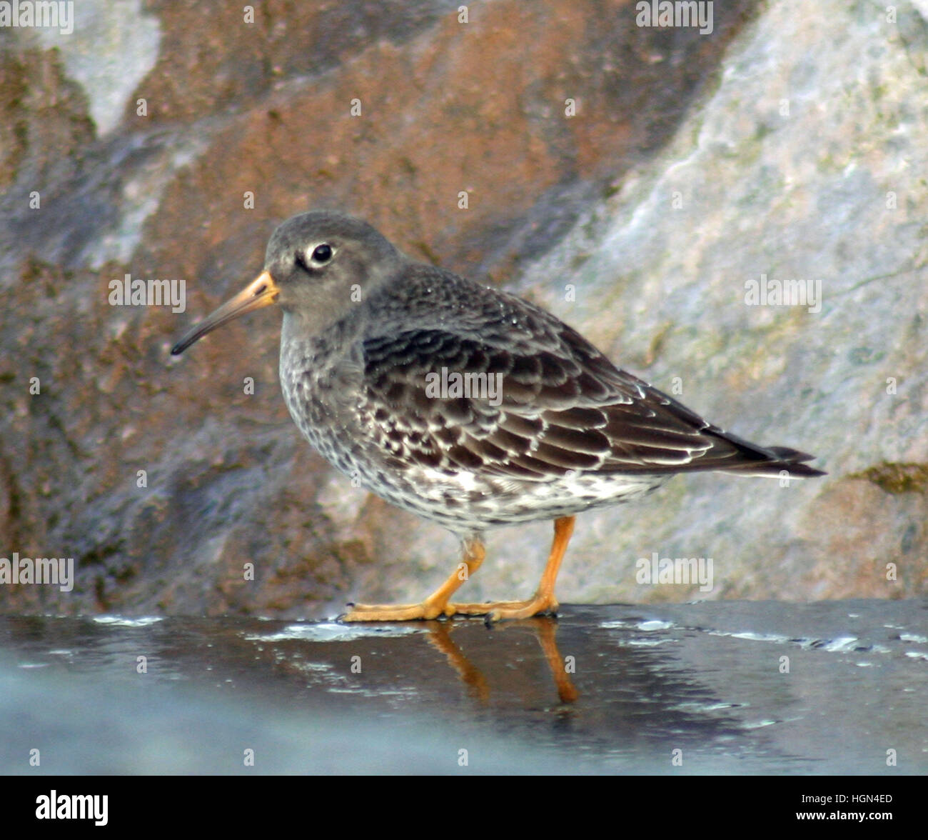 Stocky sandpiper hi-res stock photography and images - Alamy