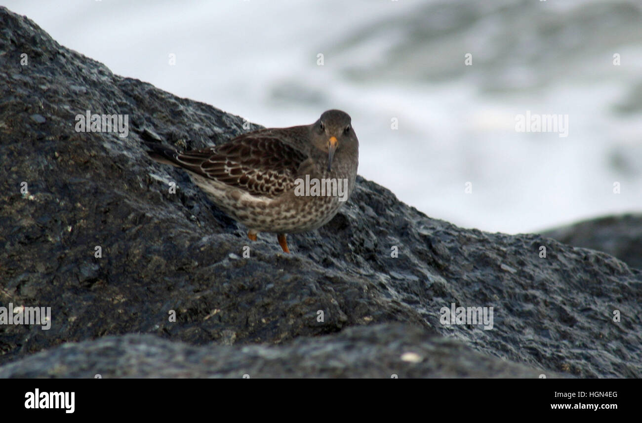 Acropodes hi-res stock photography and images - Alamy