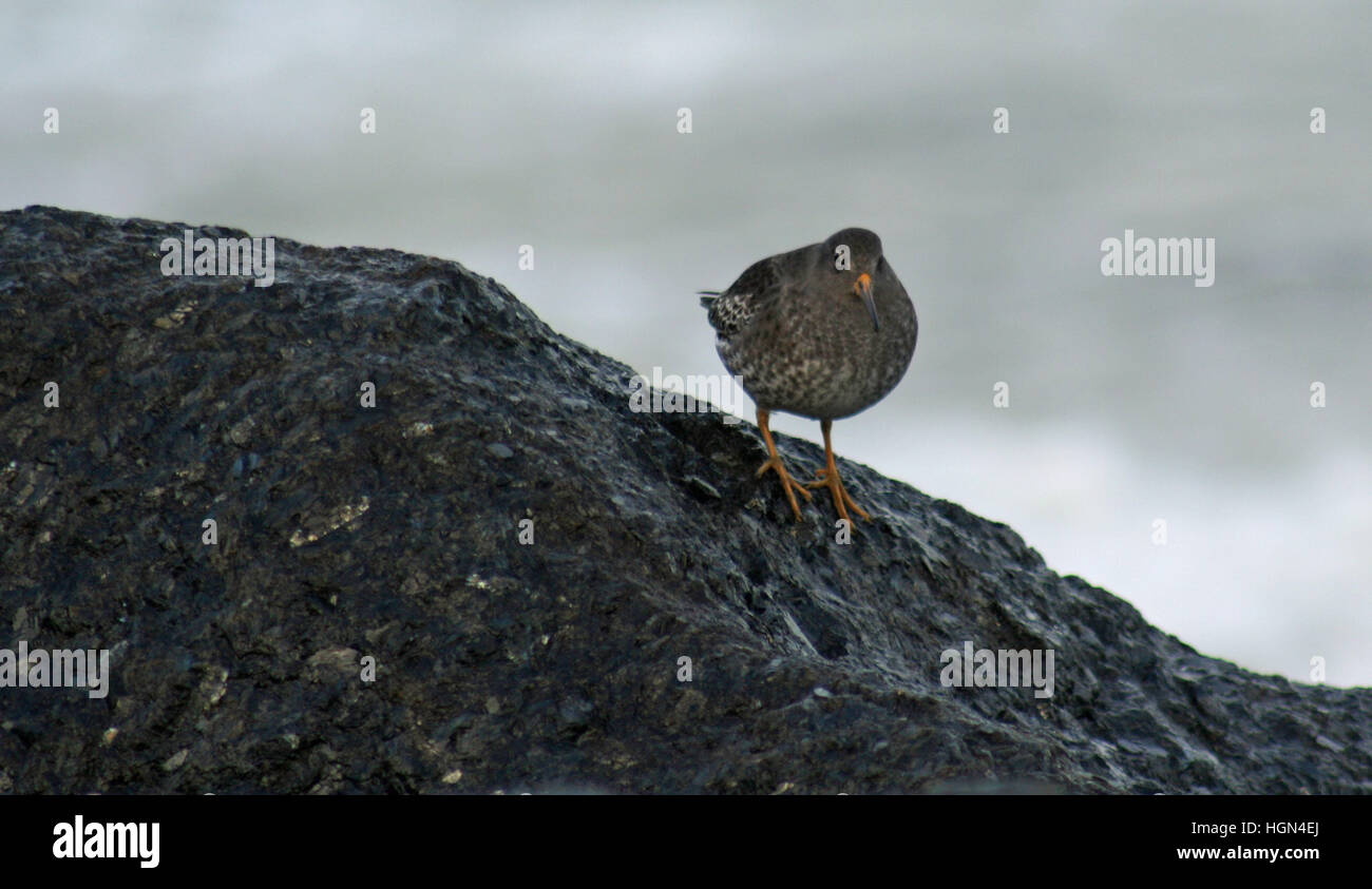 Acropodes hi-res stock photography and images - Alamy