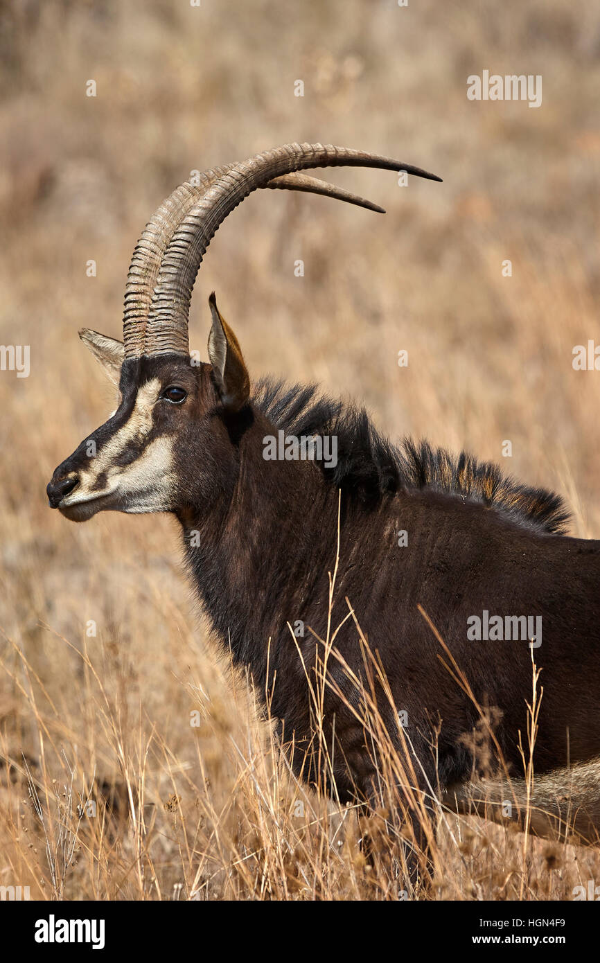 A bull Sable Antelope photographed in a game reserve in South Africa ...