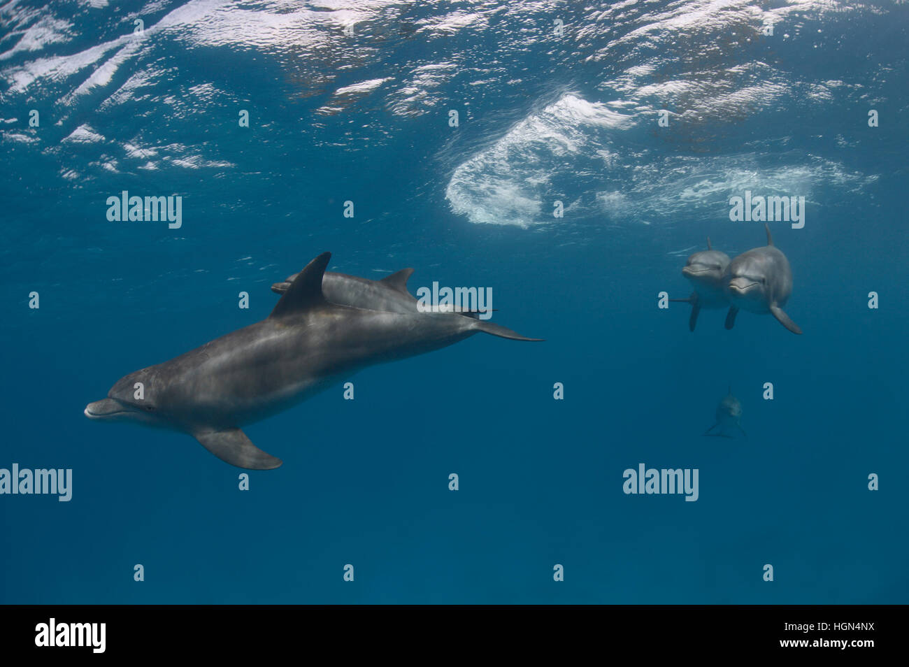 A group of wild Indo-Pacific bottlenose dolphins (Tursiops aduncus) is ...