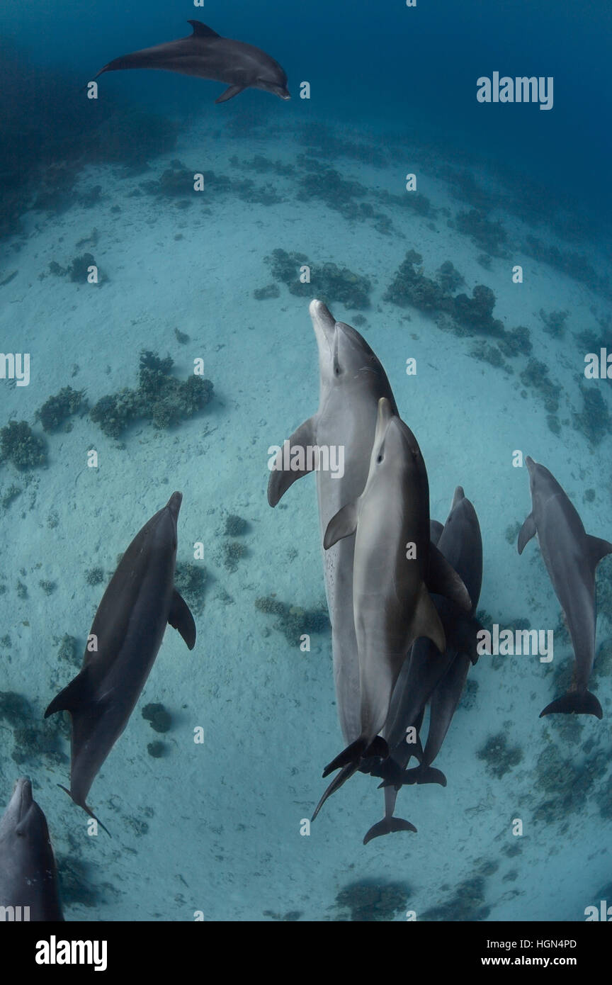Indo Pacific Bottlenose Dolphin And Bottlenose Dolphin