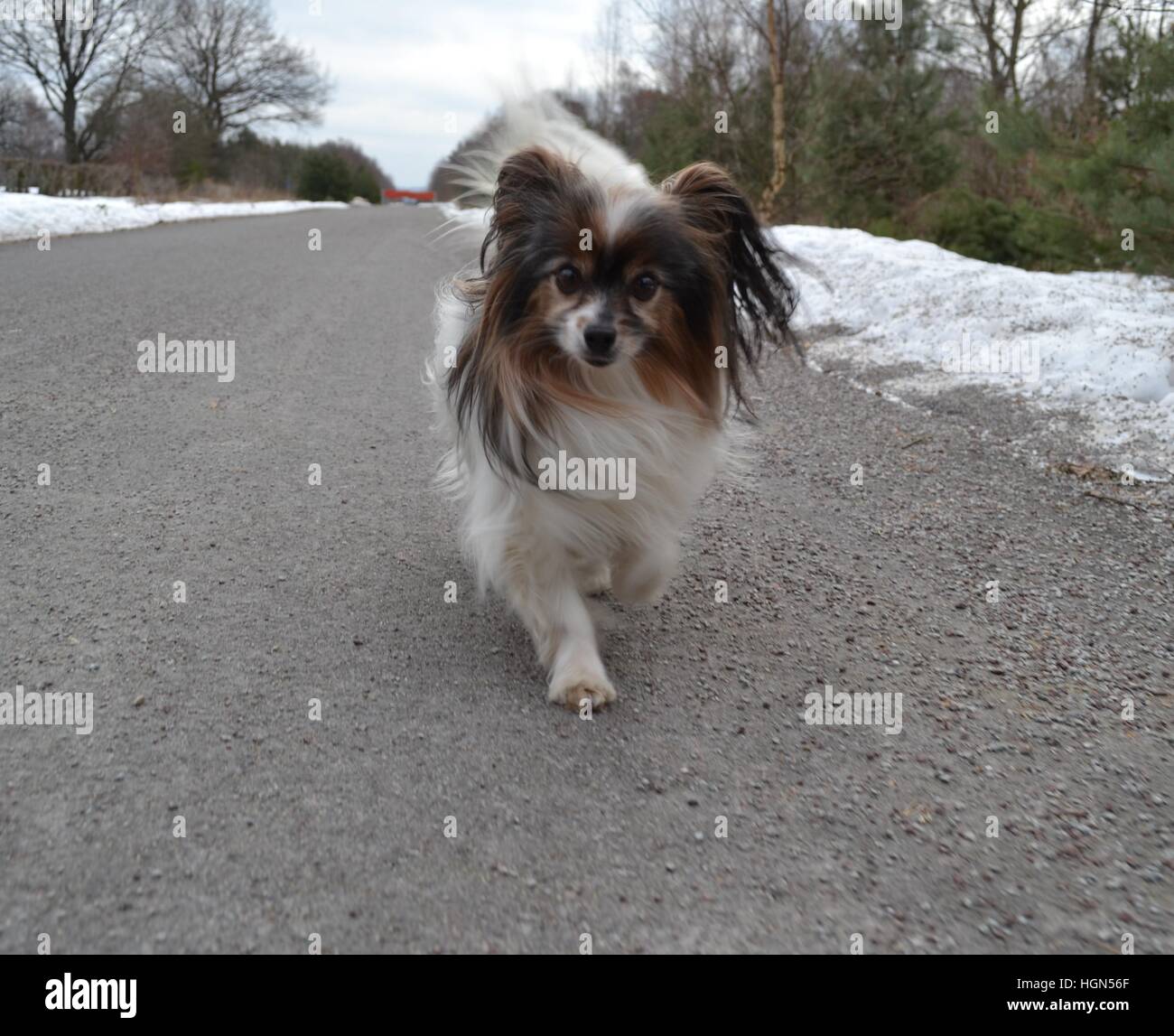Papillion dog running Stock Photo - Alamy