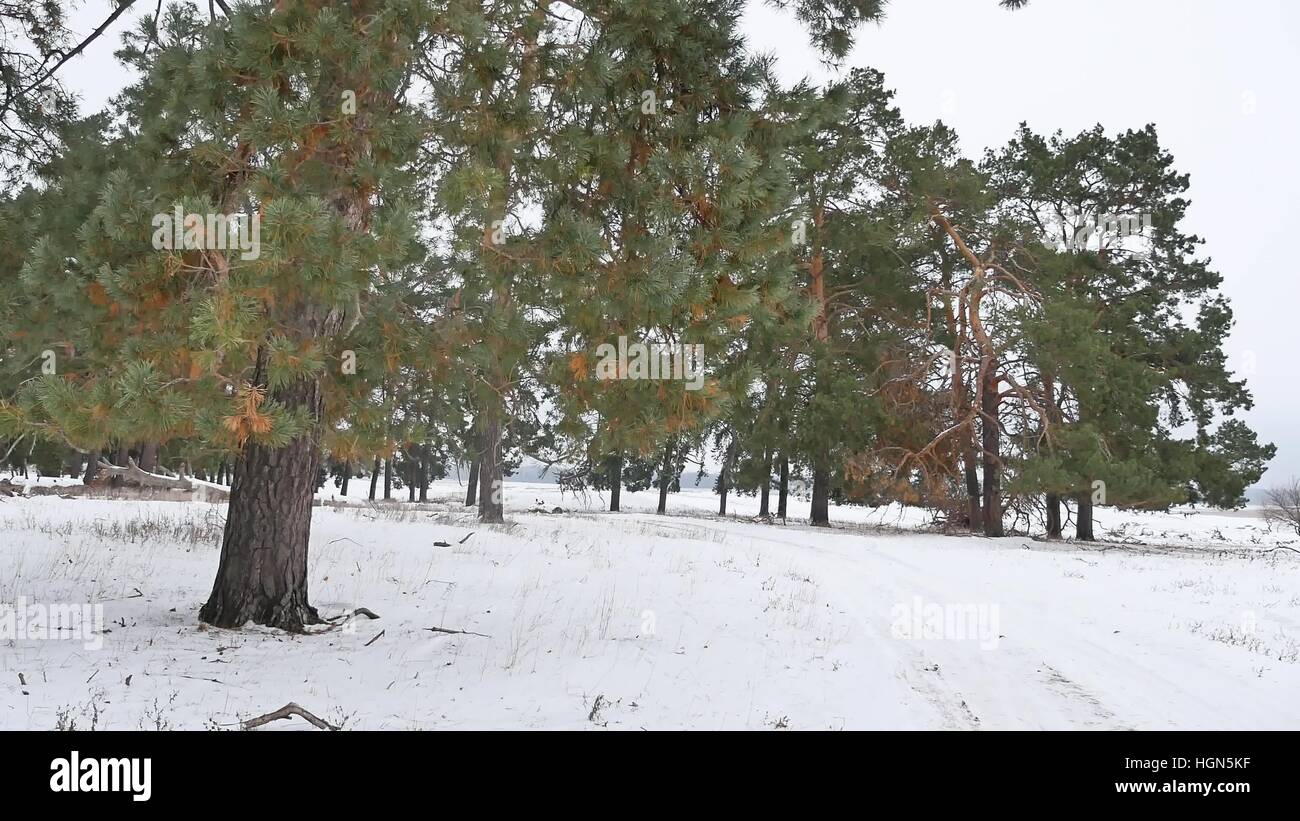 trees forest christmas tree, nature snow frost cold the winter ...