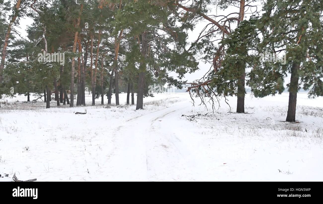 trees forest christmas nature tree, snow frost cold landscape the ...