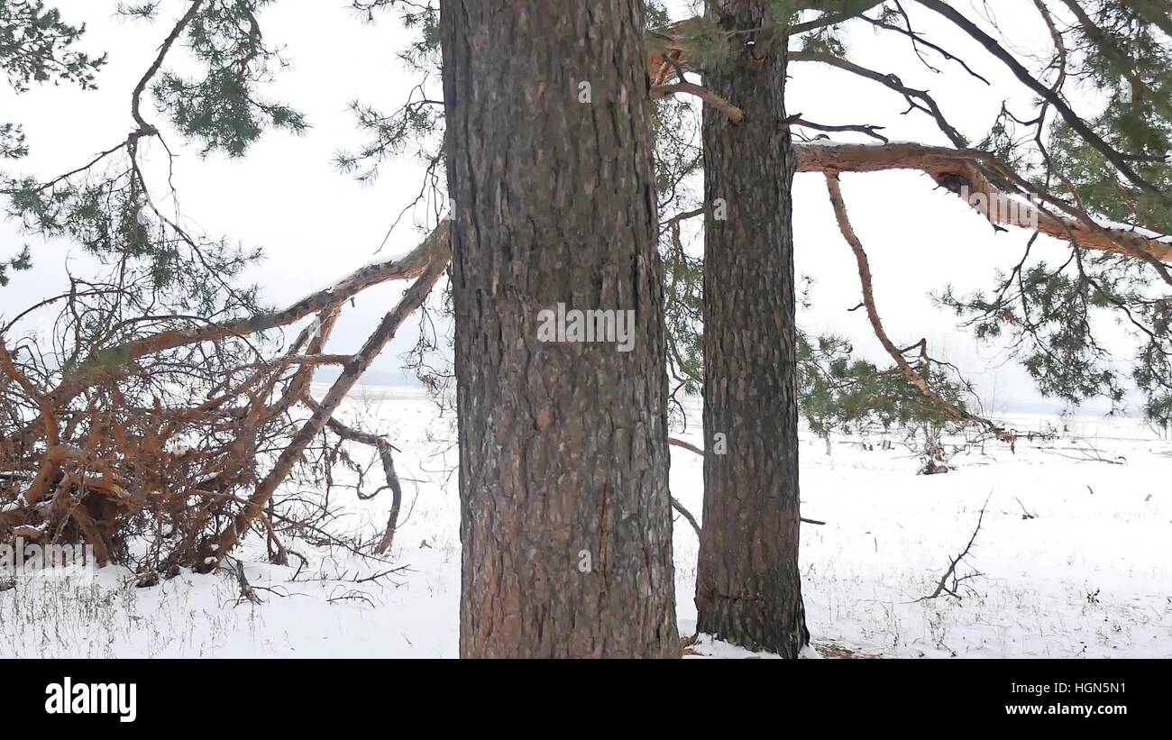 trees nature forest christmas tree, snow frost cold the winter ...