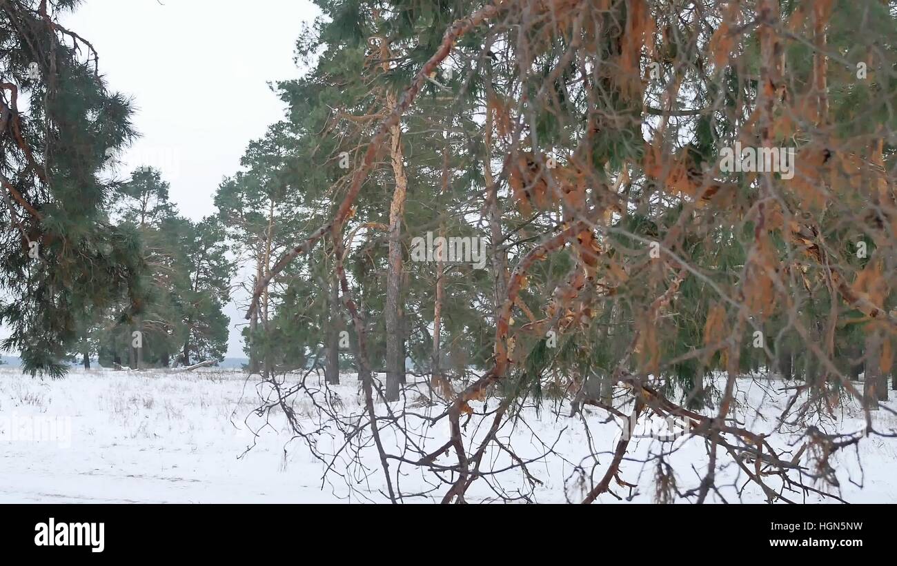trees forest christmas tree, snow nature frost cold landscape the ...