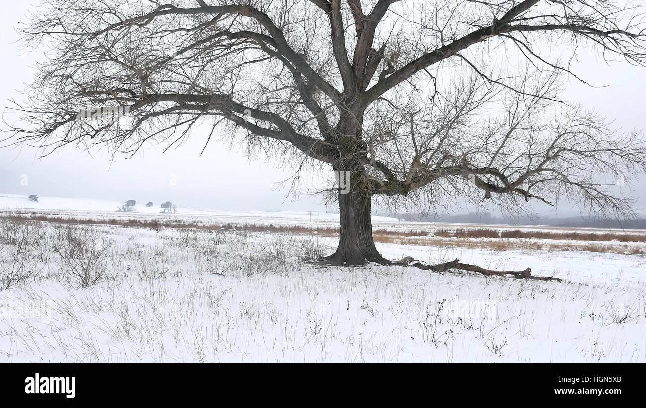 dry the grass marsh winter reed beautiful nature cold landscape Stock ...