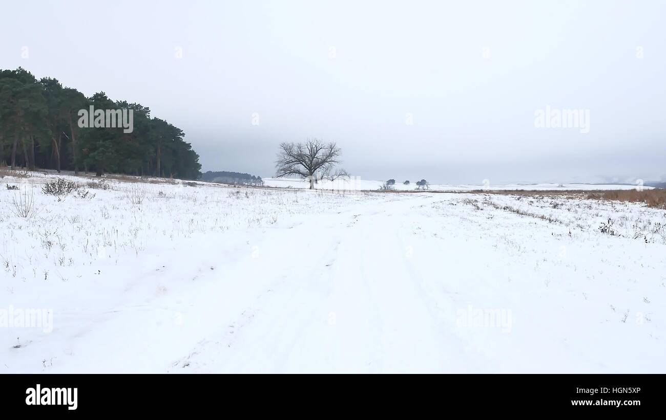 forest trees christmas tree, snow frost cold landscape nature the ...