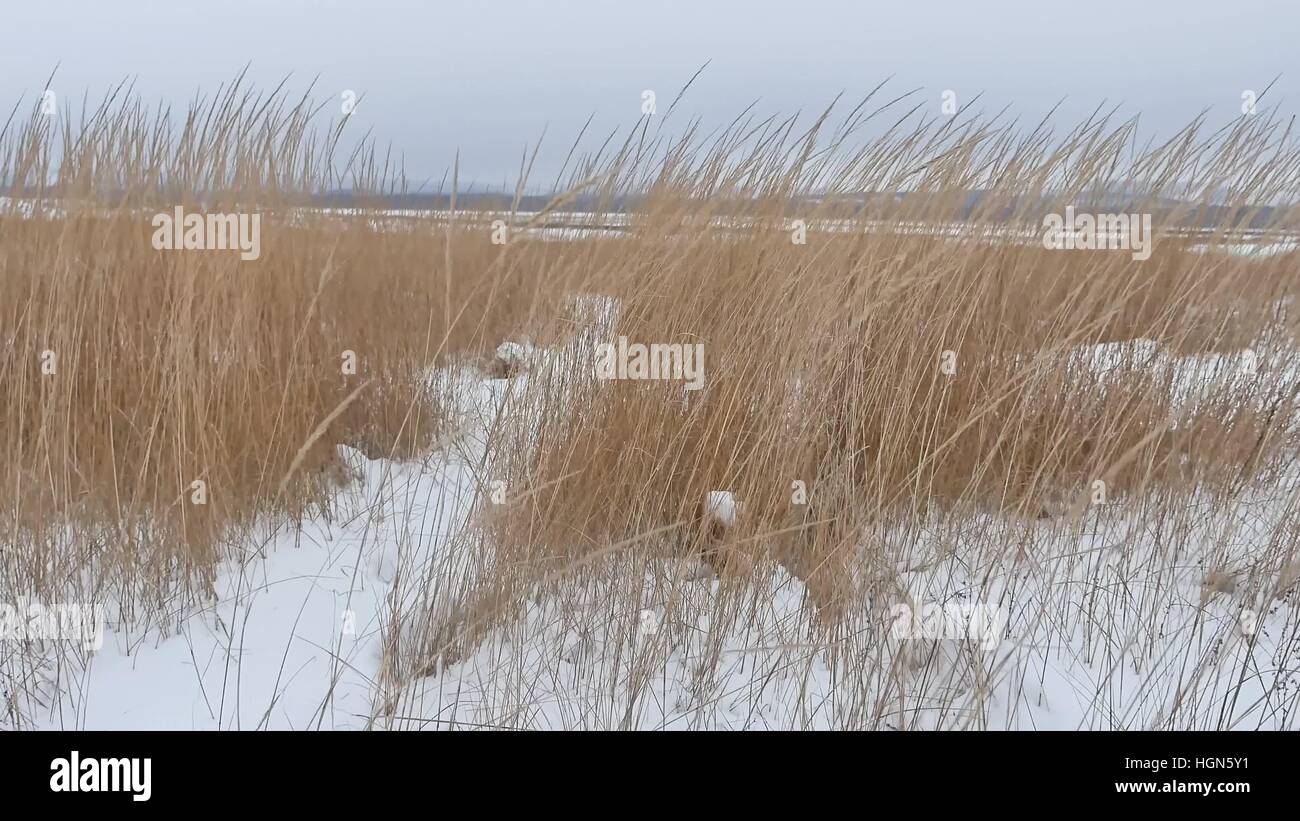 dry grass field winter snow winter nature the landscape Stock Photo - Alamy
