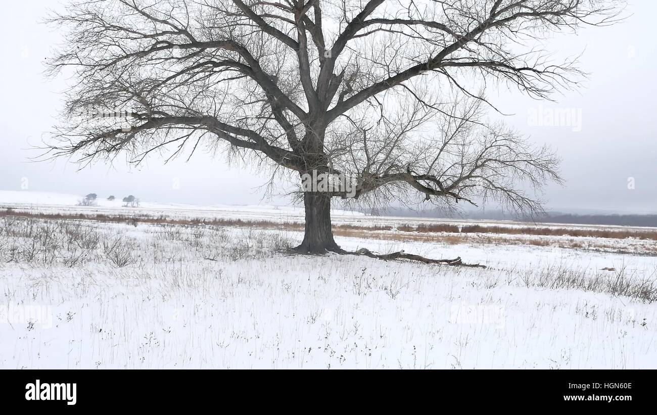 dry the grass marsh winter reed beautiful nature cold landscape Stock ...