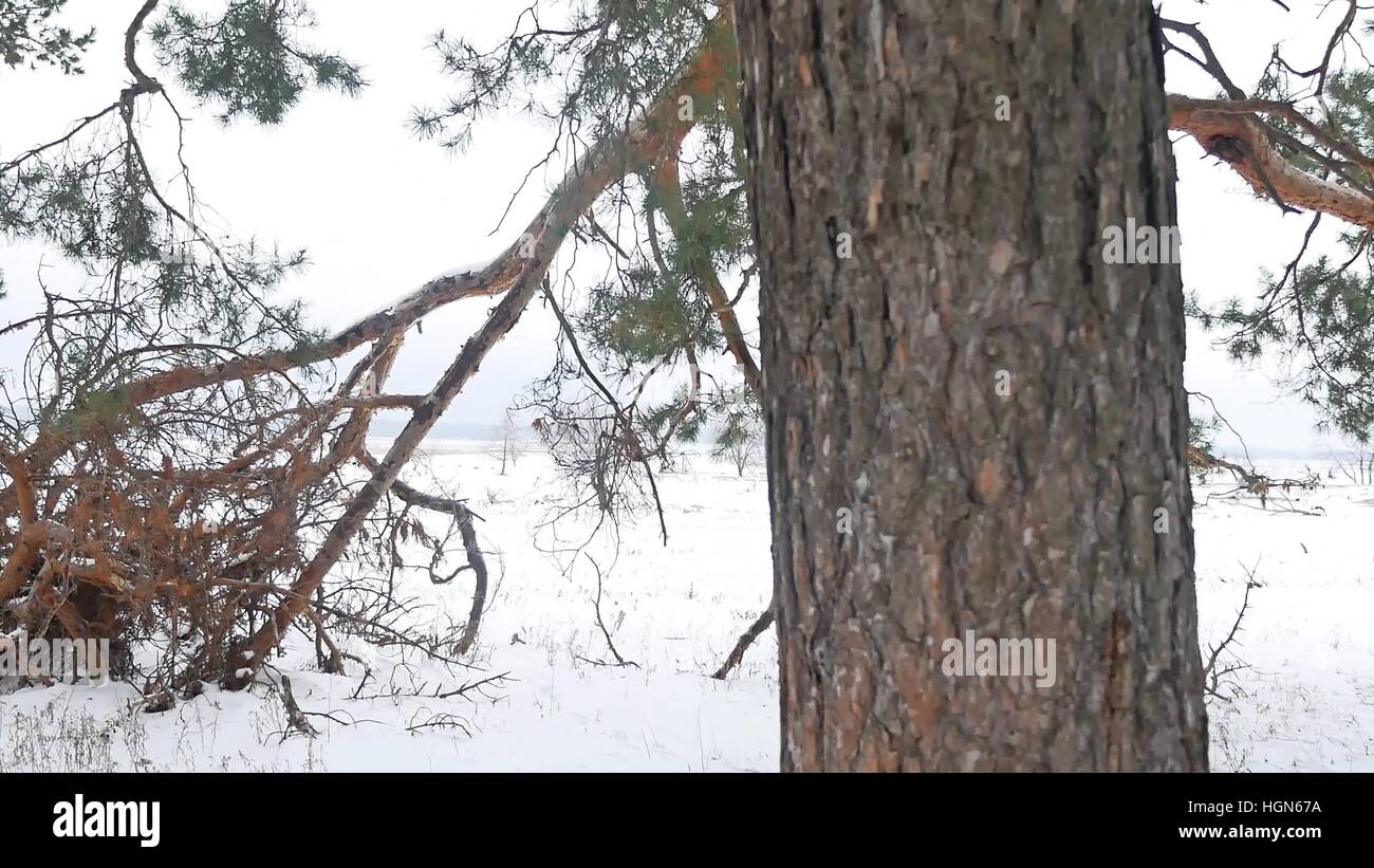 trees nature forest christmas tree, snow frost cold the winter ...