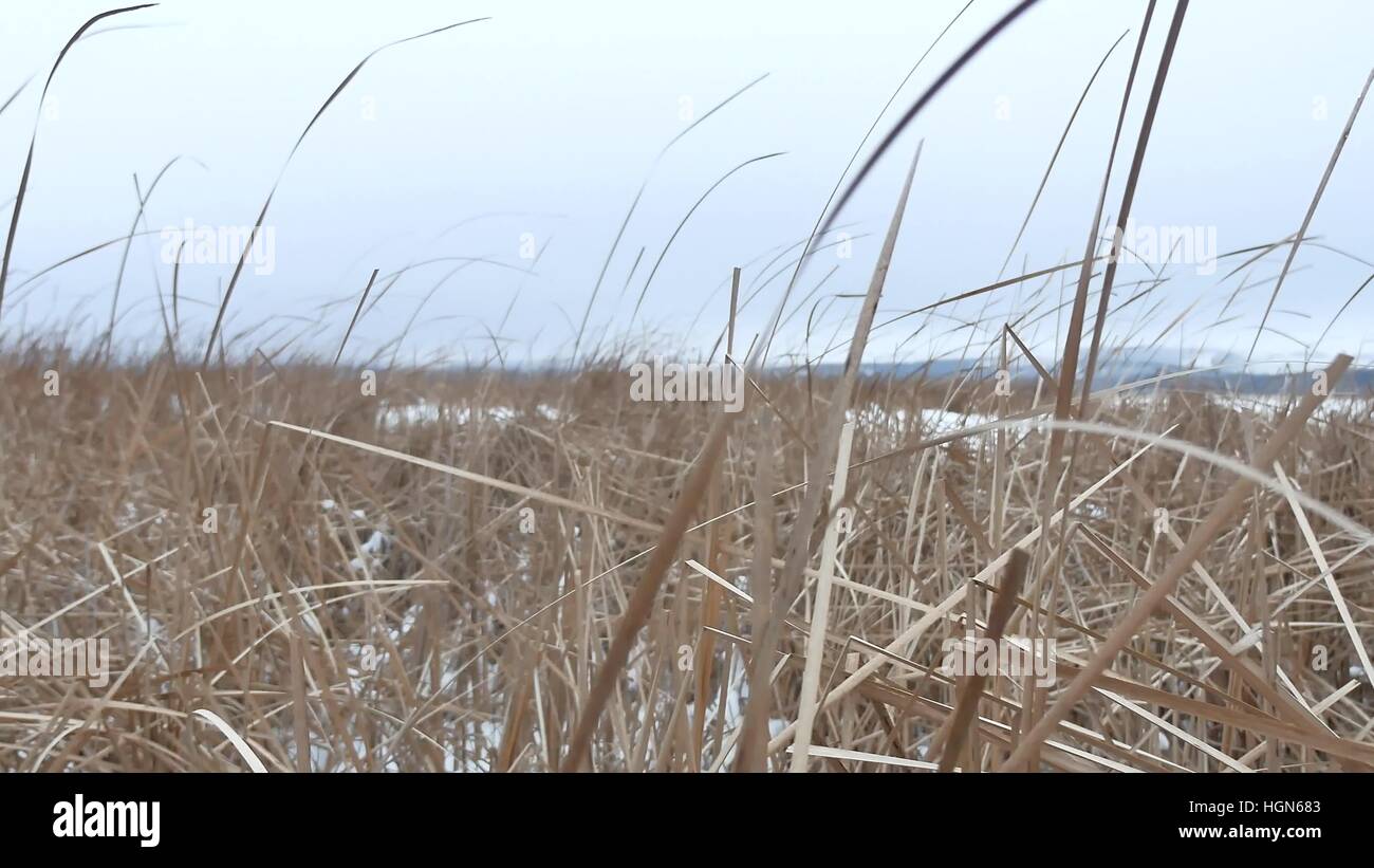 dry the grass marsh winter reed nature beautiful landscape Stock Photo ...