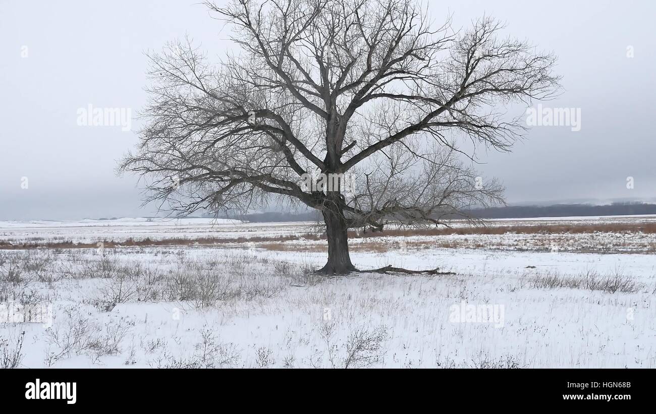 dry the grass marsh winter reed beautiful cold nature landscape Stock ...
