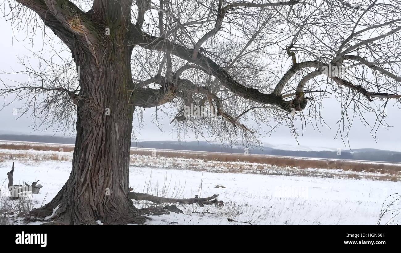 dry the grass marsh winter reed beautiful nature cold landscape Stock ...
