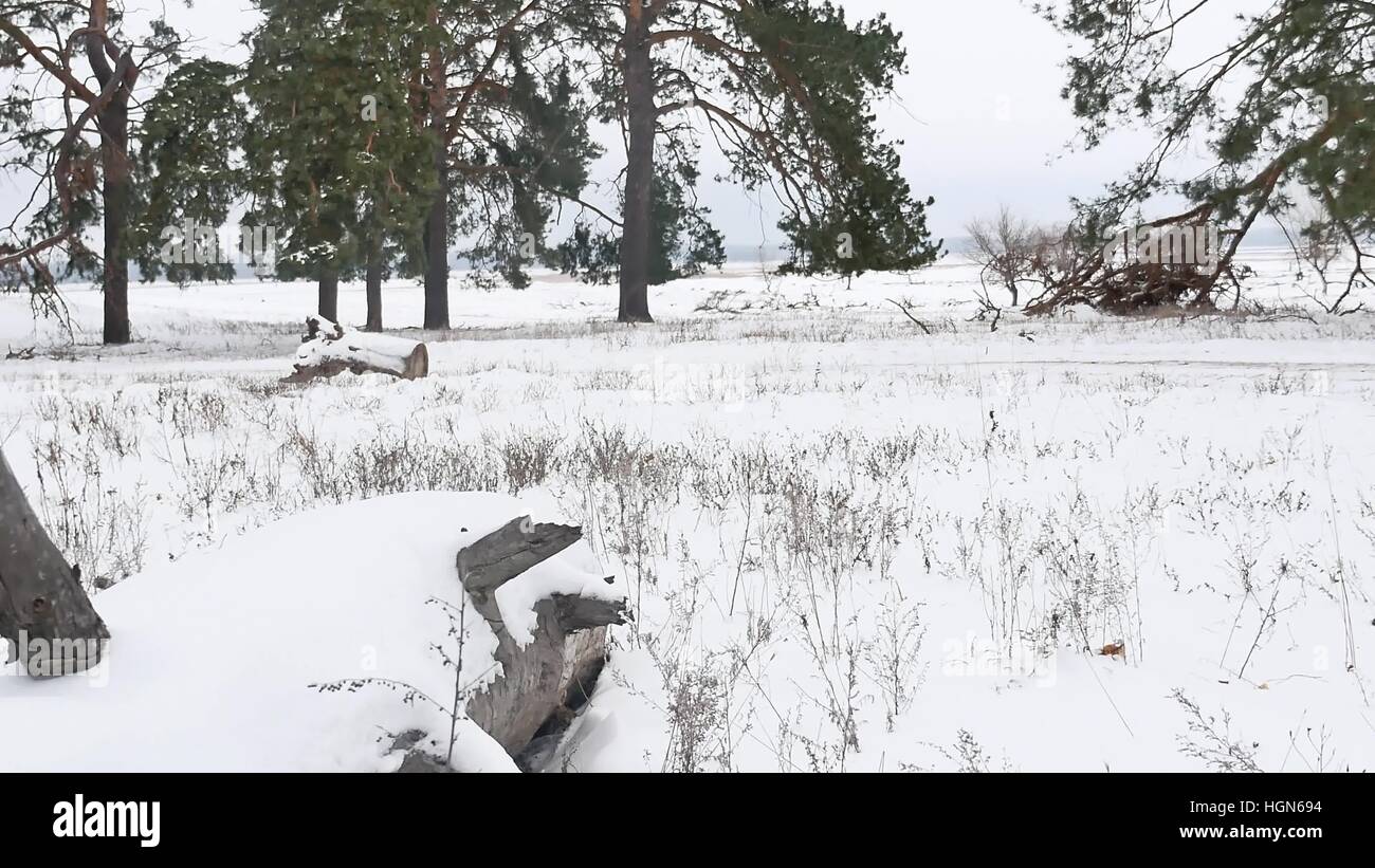 trees forest christmas nature tree, snow frost cold the winter ...