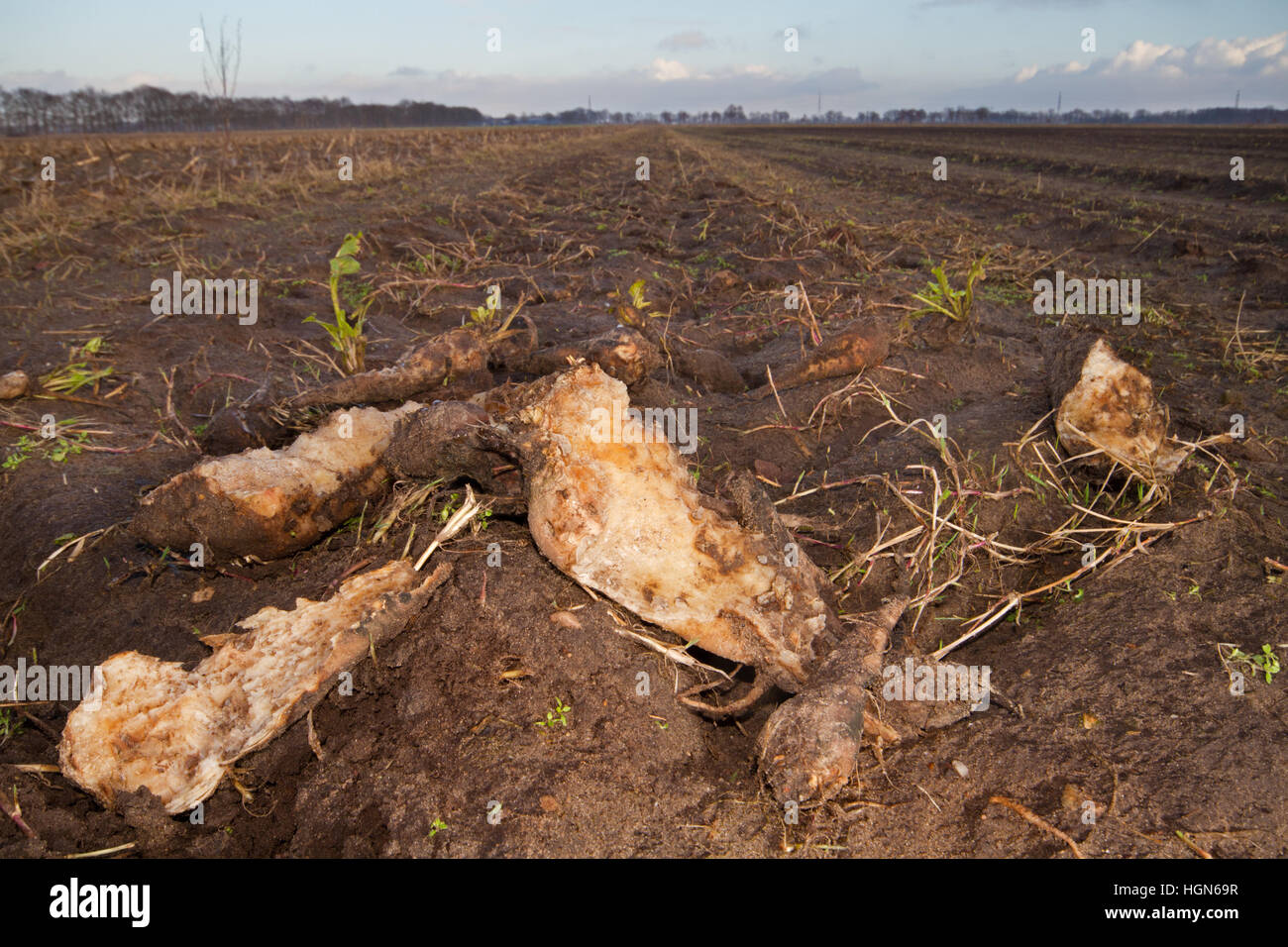 Sugar beet waste hi-res stock photography and images - Alamy