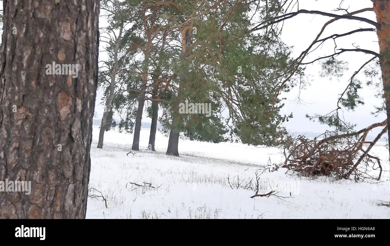 trees nature forest christmas tree, snow frost cold the winter ...